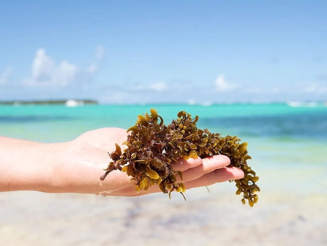 Sargassum Seaweed in Tulum and the Riviera Maya: What to Expect in 2025 ...